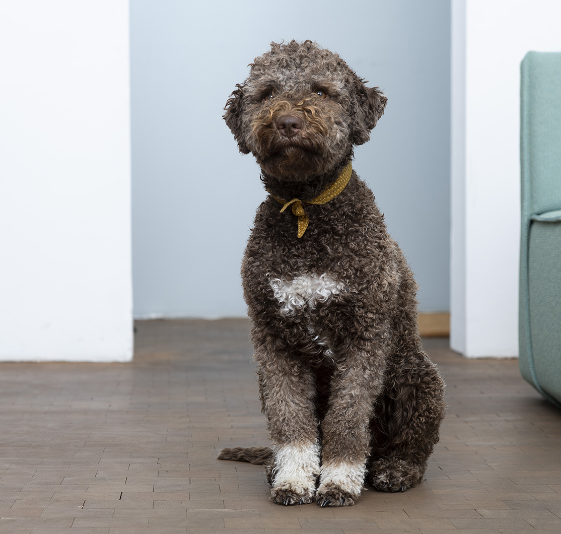 Über uns – Koimo Development